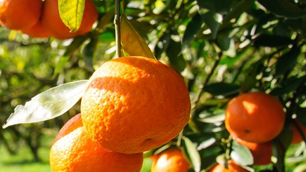 صادرات الحوامض سجلت حجما قياسيا بأزيد من 766 ألف طن خلال الموسم 2021 ...