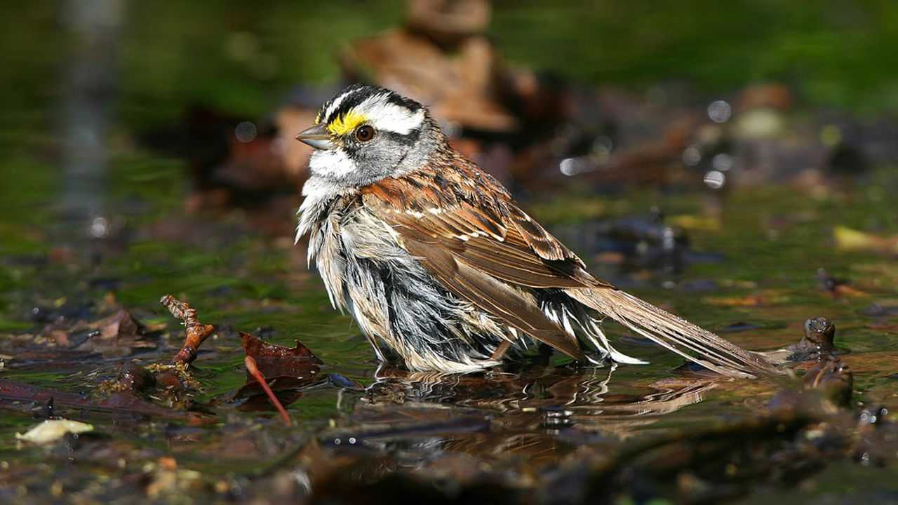 La moitié des espèces d'oiseaux en déclin dans le monde, selon BirdLife
