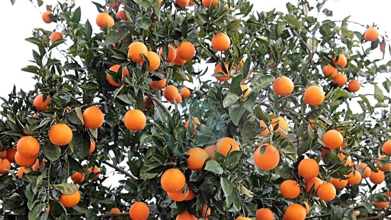 Le potentiel du secteur fruitier au Maroc mis en avant par le ...